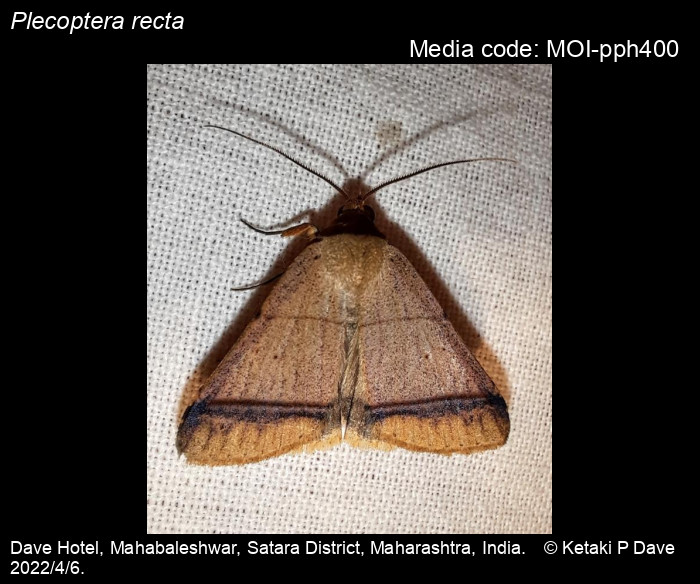 Plecoptera recta (Pagenstecher, 1886) - | Moths